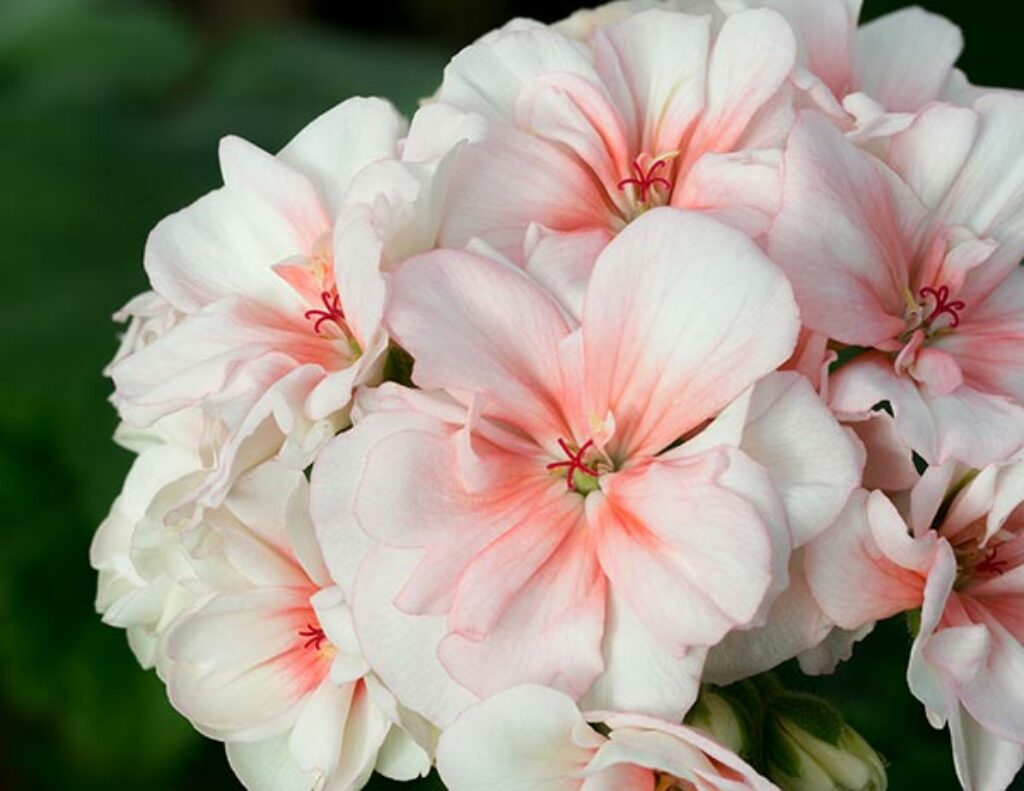 Geranium – Hollandia Nurseries
